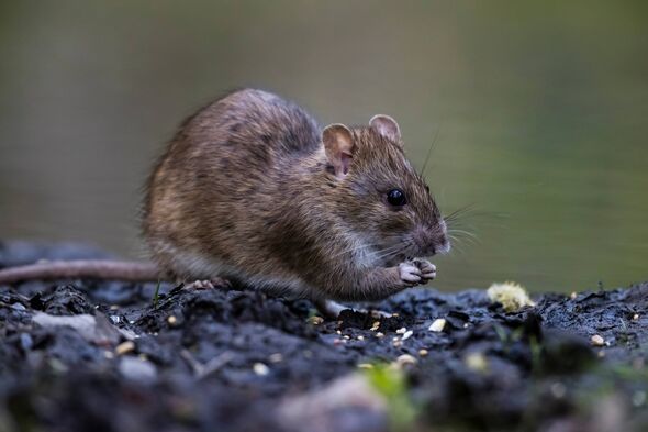 Rats will scurry away from your home with cheap £1 natural repellent