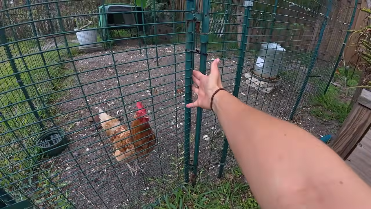 She left for the Bahamas — days later three chickens were dead