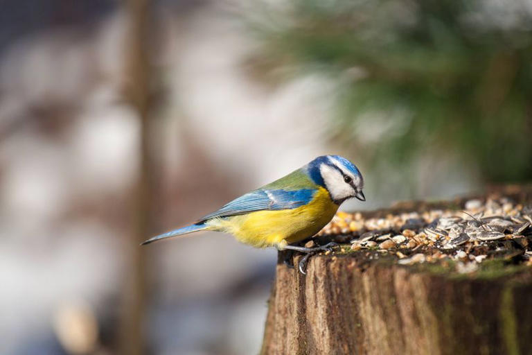 Birds will flock to gardens if 1 natural item is sprinkled on lawns in June