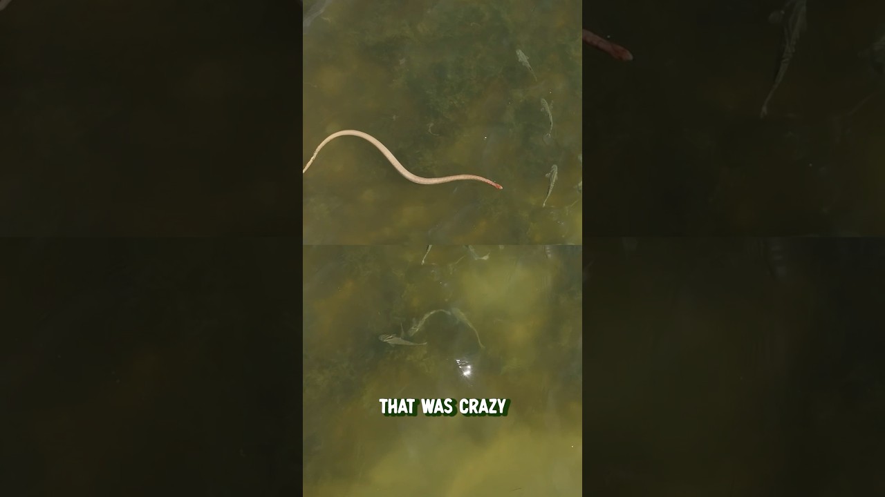 A wild river surprise: Fly fishing turns into a snake encounter