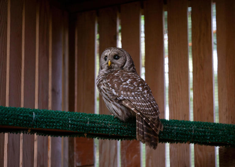 Plan to kill 450,000 barred owls on West Coast argued in court