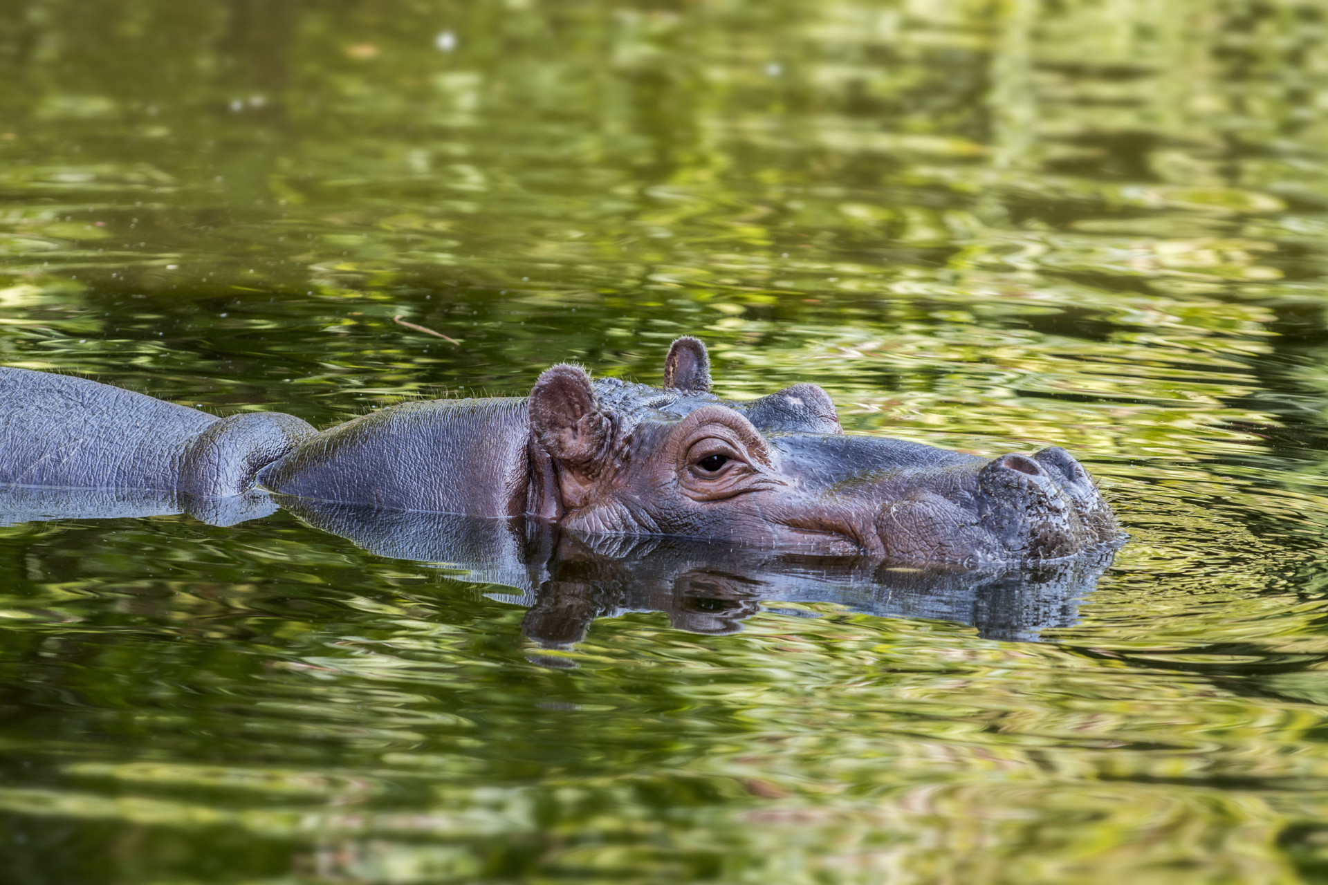 Animals that can't swim (including a fish species!)