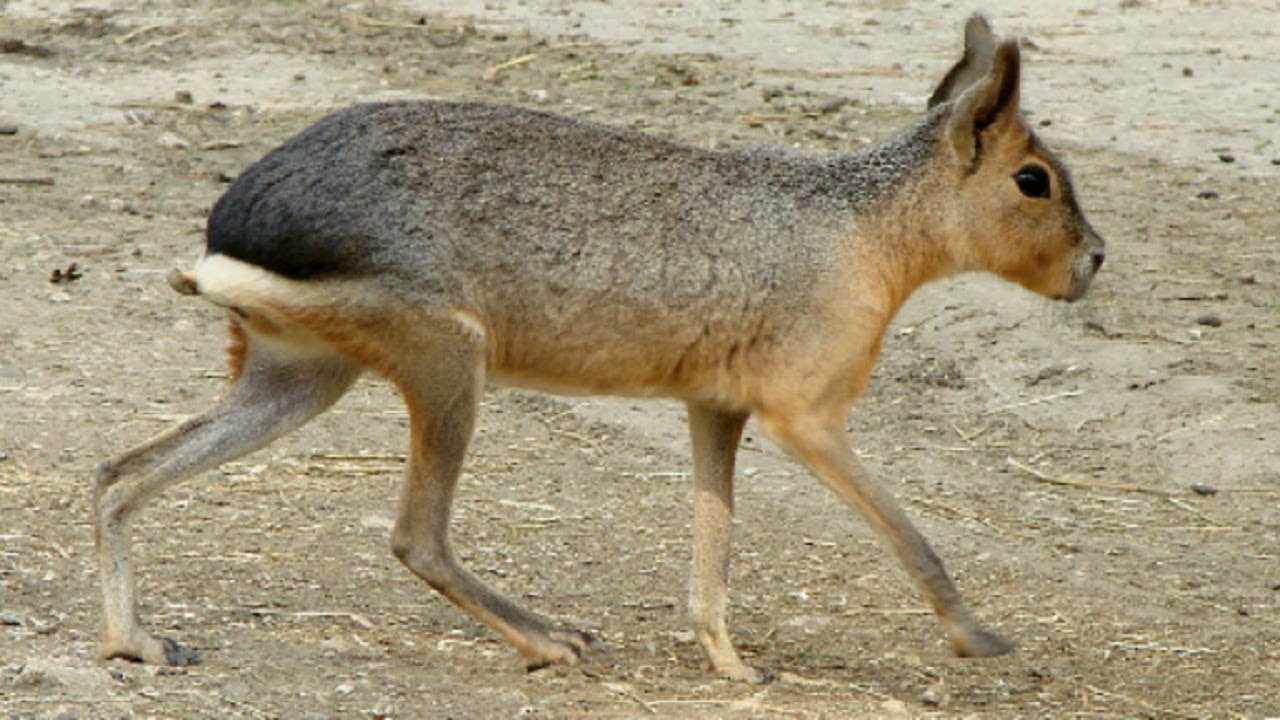 People can't figure out whether this animal is a deer or a rabbit