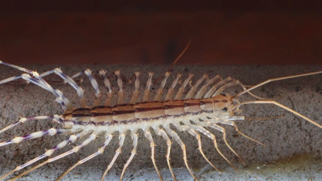 Centipede secrets every homeowner should know