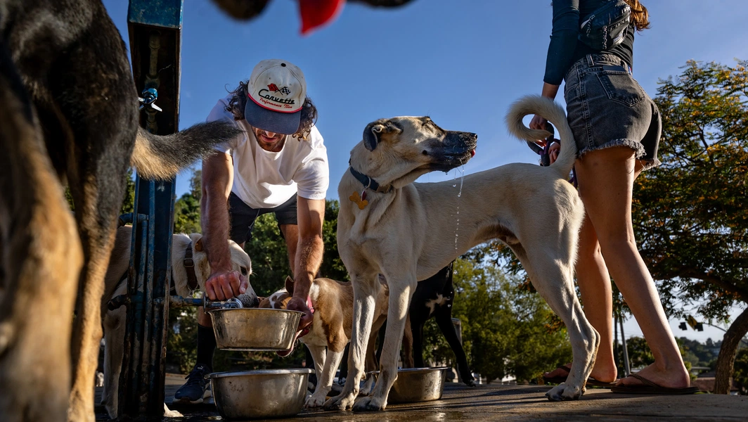 15 essential facts for first-time dog owners