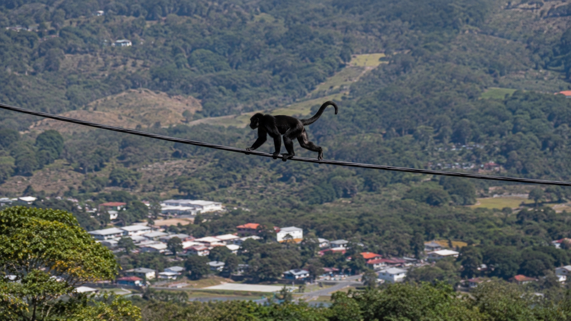 Costa Rica ordered to act as power lines kill hundreds of howler monkeys