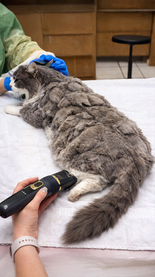 Shaving Matted Cat