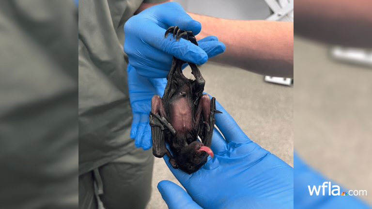 Emergency C-sections saves endangered bat pup, mom at Florida conservancy