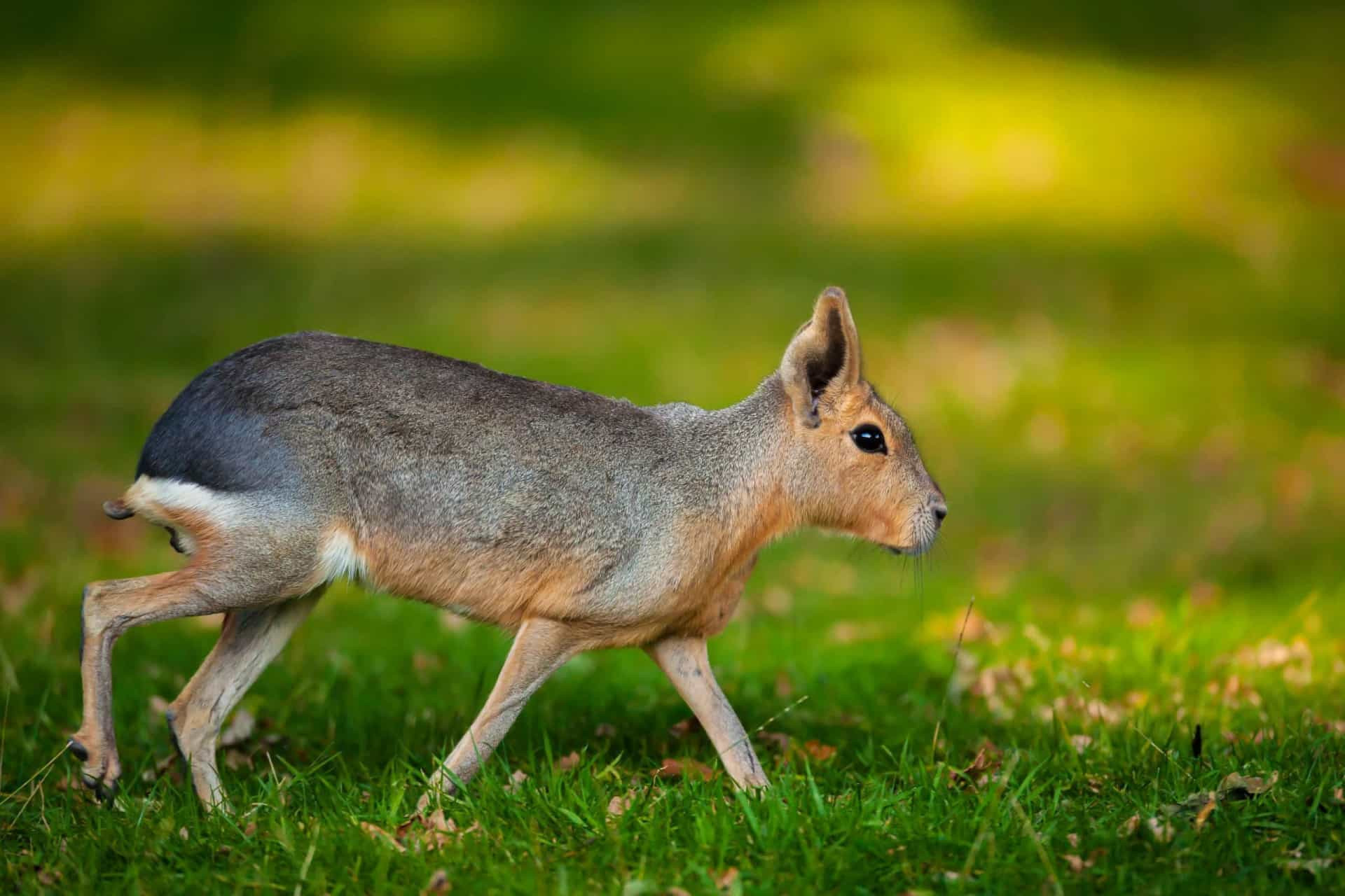 Weird and wonderful animals you've never heard of