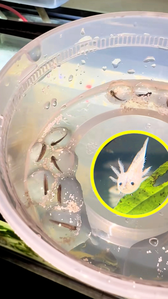 Growing baby axolotls 😮