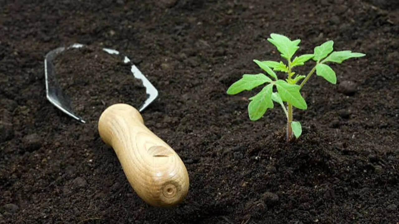 Compost vs potting soil vs topsoil: What sets them apart and when each ...