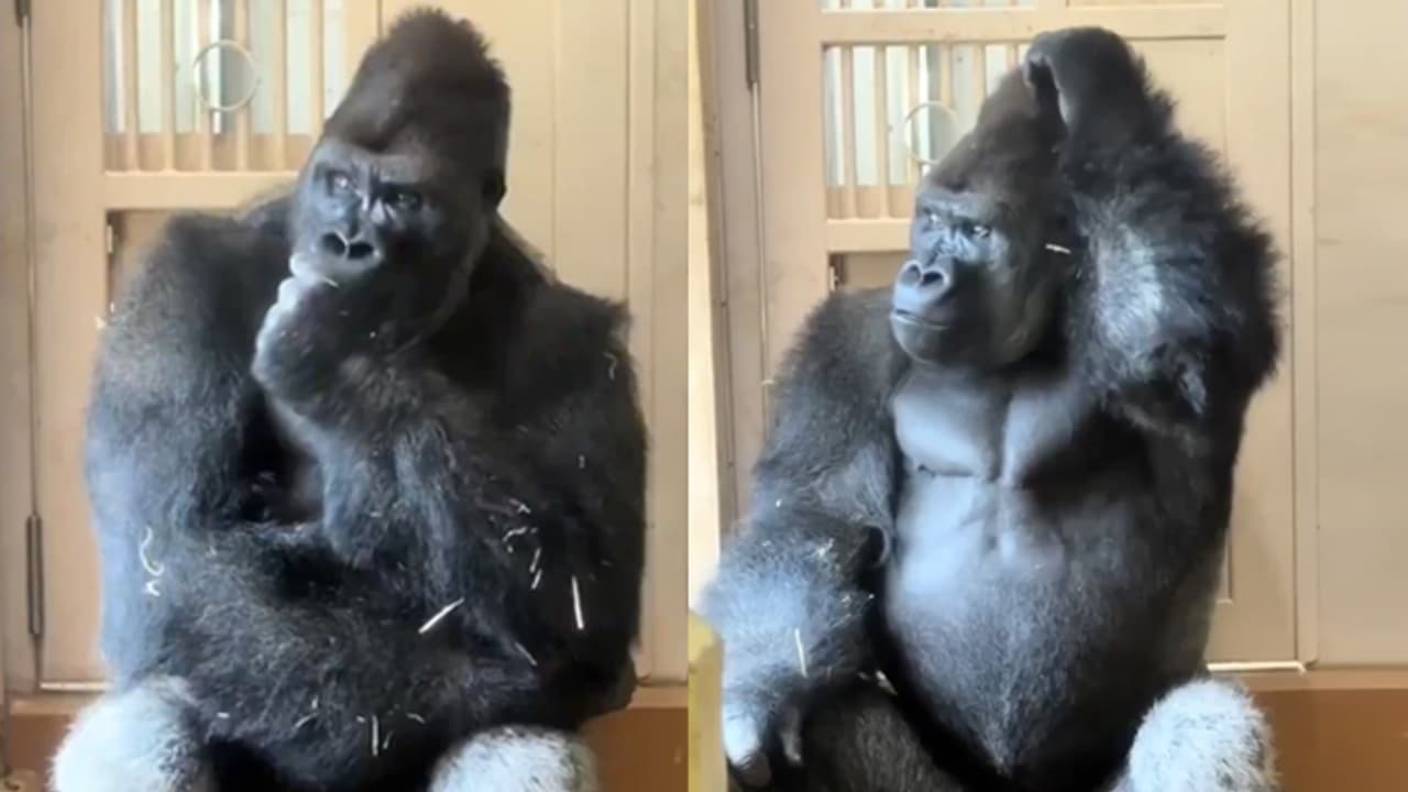 Heartbroken gorilla goes viral, internet says 'he's every married man ...
