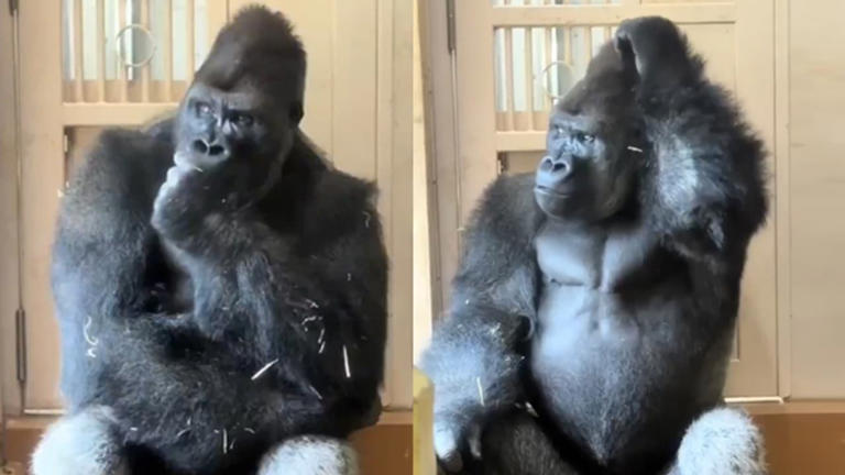 Heartbroken gorilla goes viral, internet says 'he's every married man ...