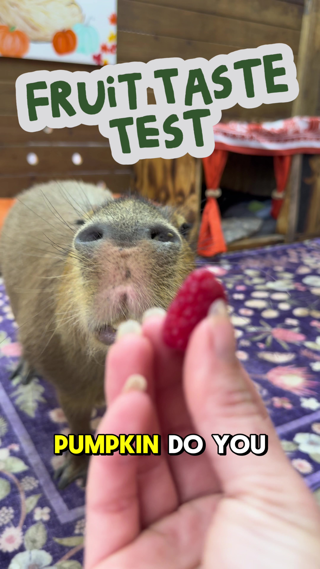 How capybaras enjoy treats without harming their diet