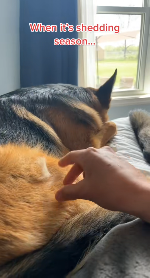 It’s that time of year: shedding season with a German shepherd