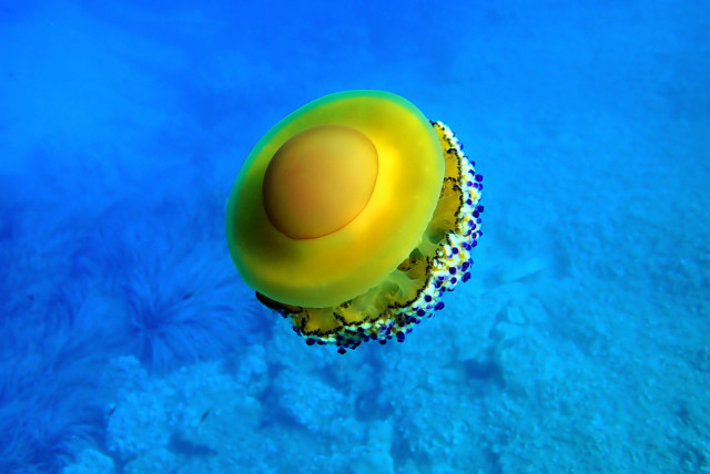 Medusa uovo fritto: perché la Cassiopea mediterranea non deve spaventarti