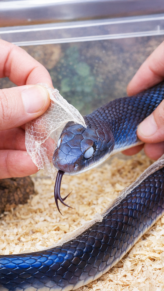Revealing my snake's new skin