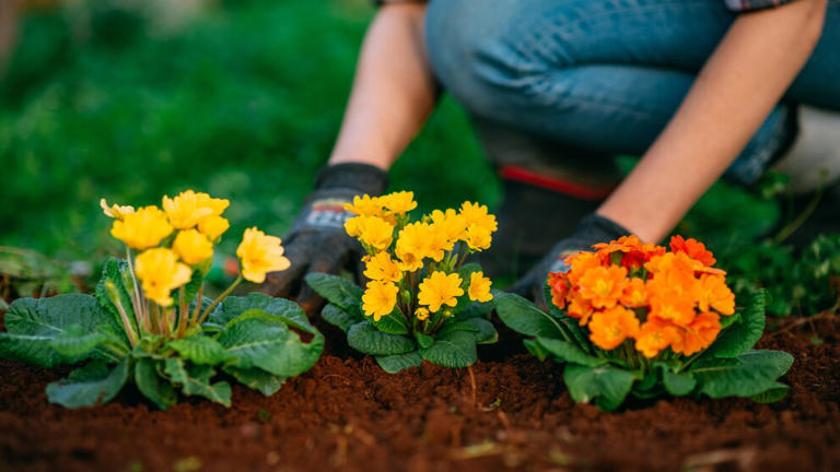 Flowers in the vegetable garden are the secret weapon for your yard