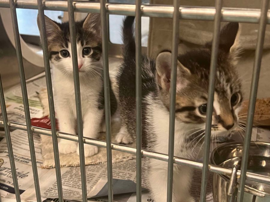 Memphis Animal Services seeks volunteers for 7,000 animals