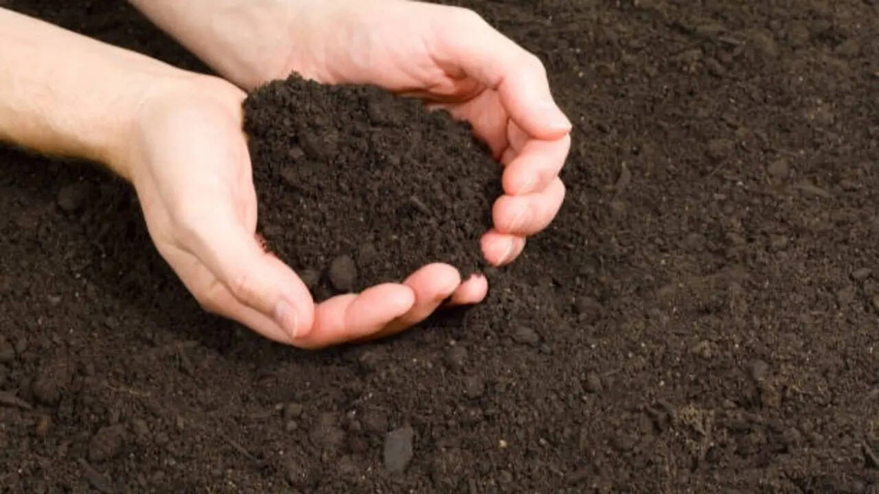 Compost vs potting soil vs topsoil: What sets them apart and when each ...