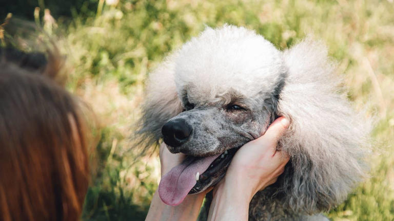 7 dog breeds that can sense your emotions