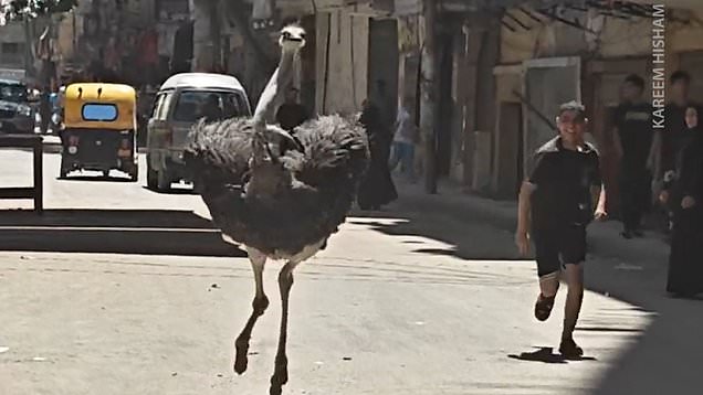 Ostrich goes on the run in Egypt