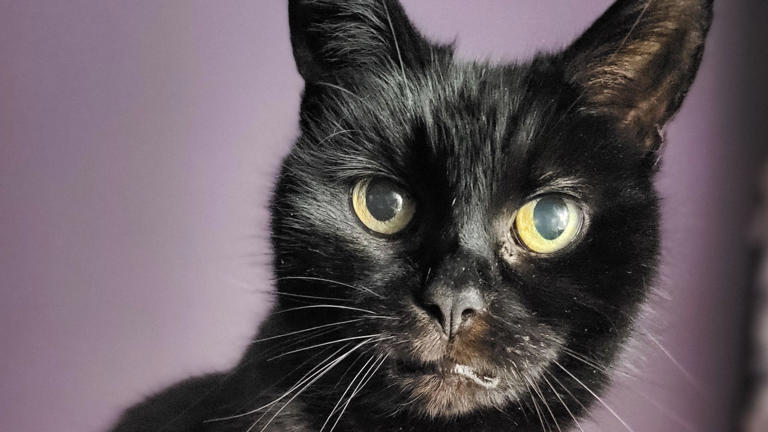 Charity says 19-year-old cat is oldest in its care