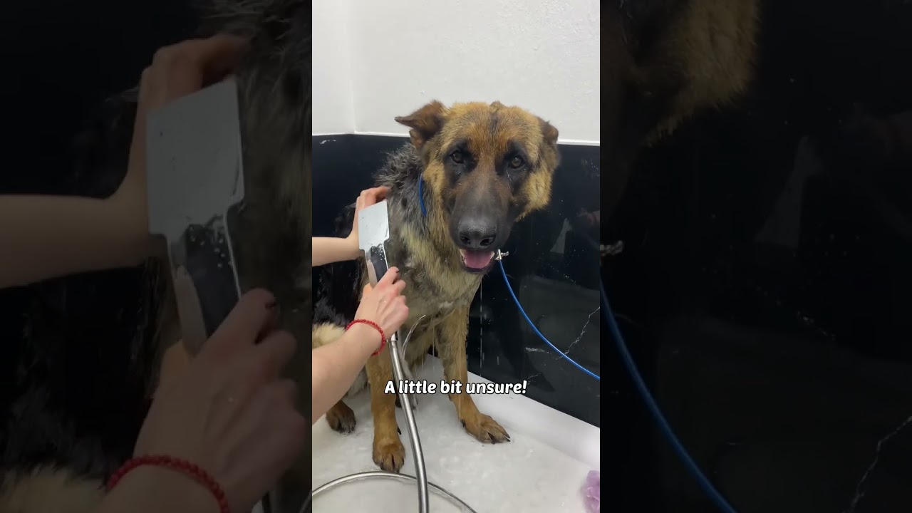 German shepherd's first dog salon experience: From nervous to relaxed!