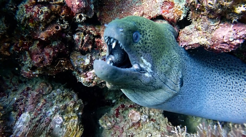 Watch what happens when a moray eel unleashes its second set of jaws