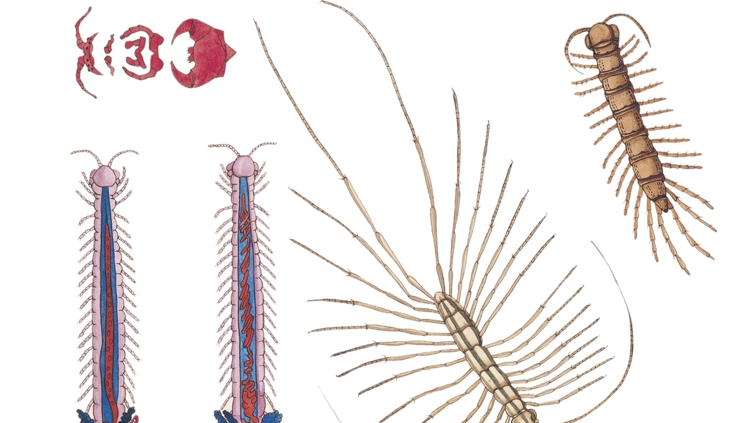Centipede secrets every homeowner should know