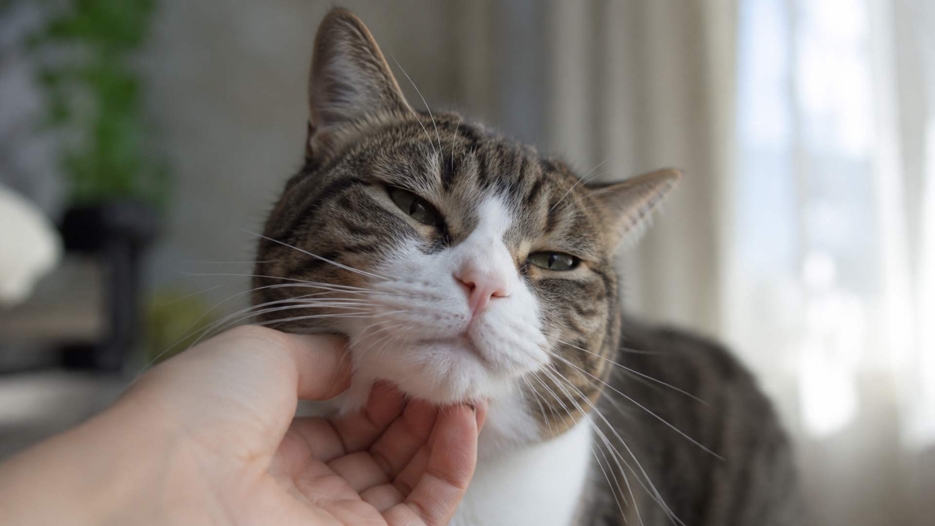 Cats can tell their owner's smell from a stranger's, new study suggests