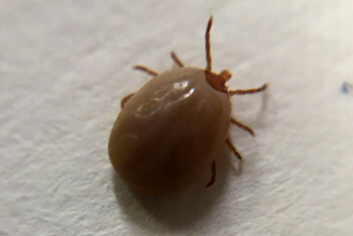 Potentially more serious Lyme disease bacteria found in New York ticks