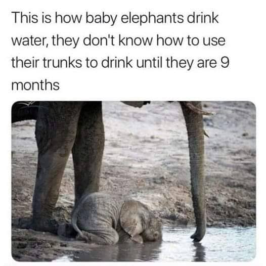 33 safari animal memes for a wildly wholesome midweek mood