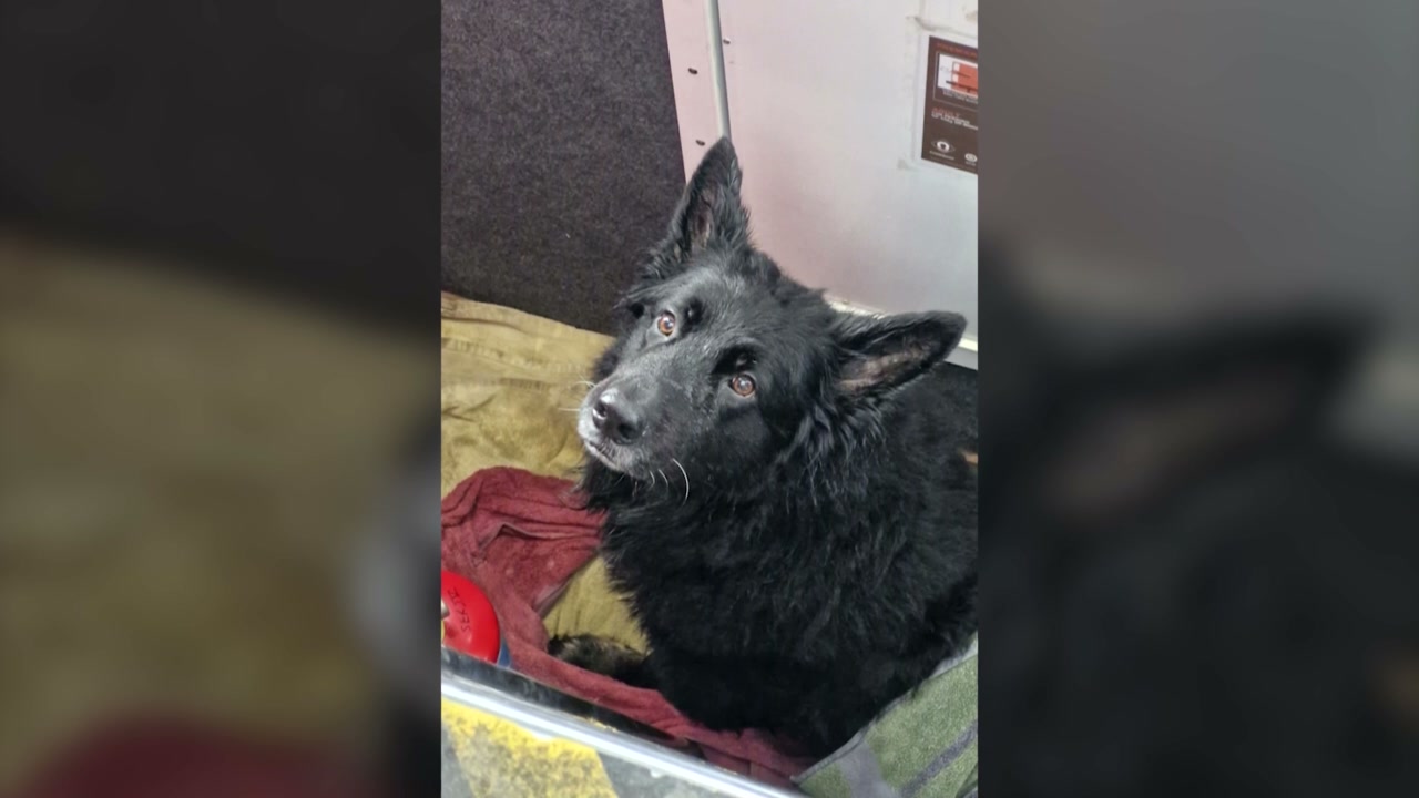 Dog swept miles out to sea rescued by tour boat off English coast