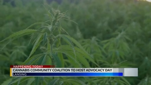Michigan cannabis group lobbies against restrictive pot bills