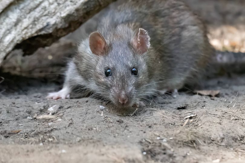 Rats won't return to your home this summer if you use £1 kitchen item