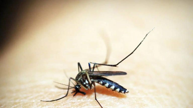 All you need to know about this rare mosquito-borne Murray Valley ...