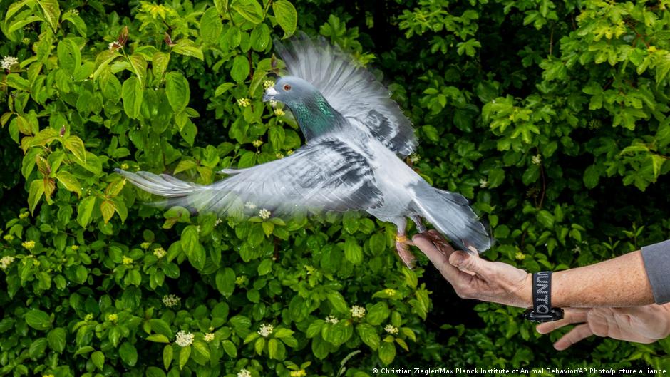 Pigeons' livers may enable magnetic navigation when the sun doesn't ...