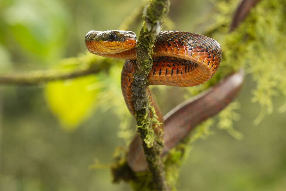 Tui flight left shocked after snake discovered on board London-bound plane