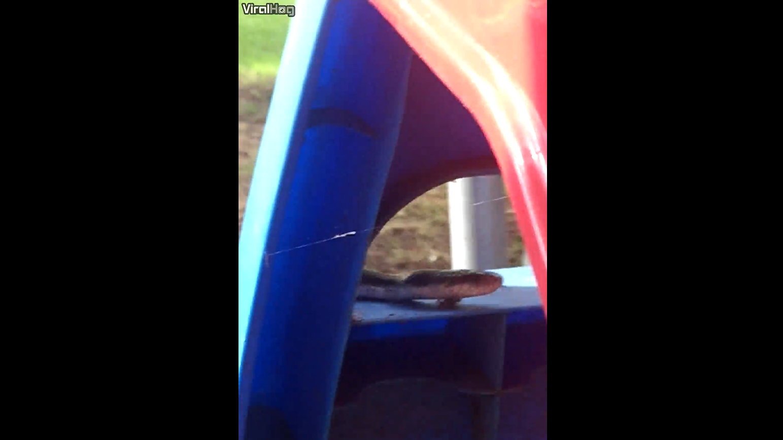 Snake slithers onto trampoline