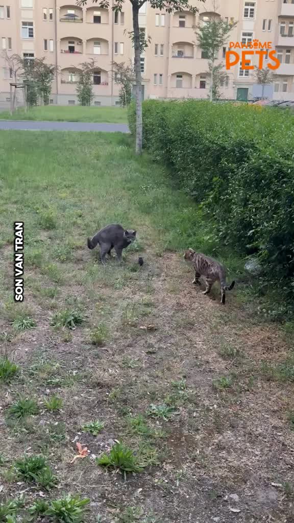 Tiny mouse leaves two curious cats completely stumped