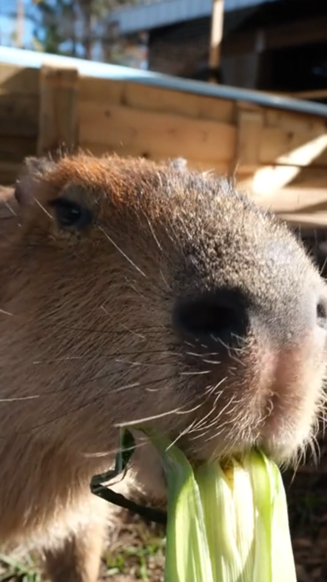 Secrets to feeding capybaras their favorite treats