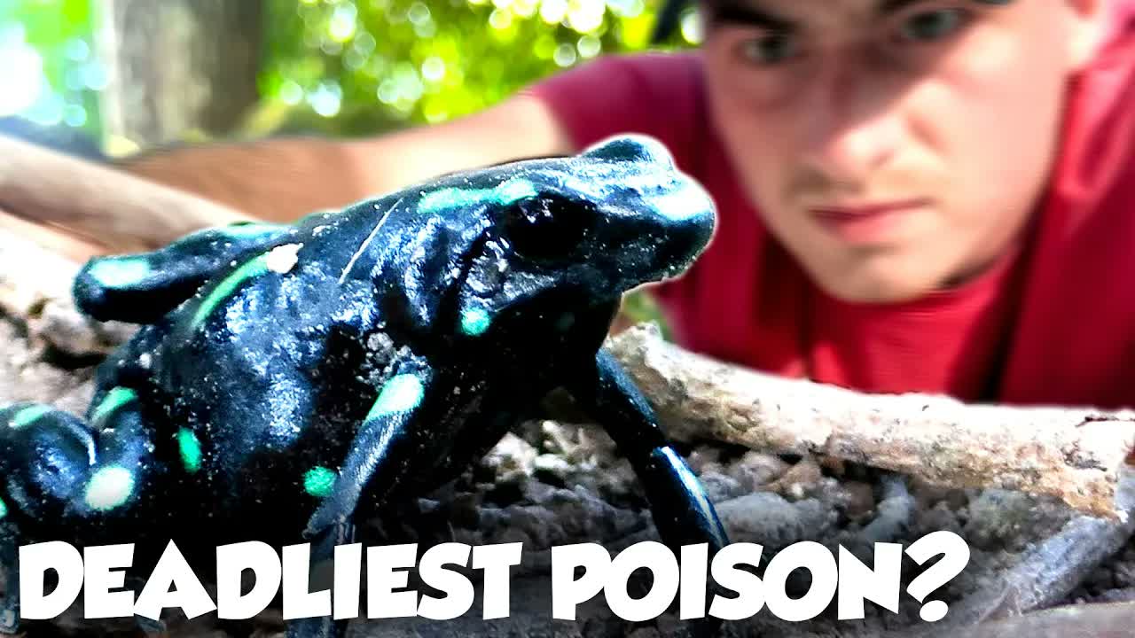 The frog carrying enough poison to kill 10 adult humans