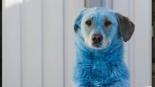 Did Chernobyl create mutant dogs - "Scientists found something strange"