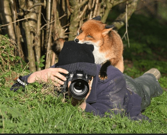 20 adorable animals crashing wildlife photoshoots with maximum cuteness ...