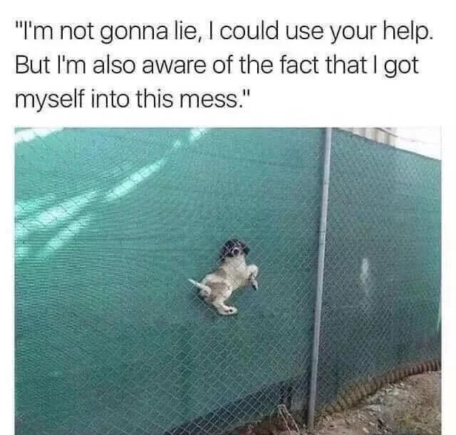 22 joyful dog memes for a delightful day and a wonderful week