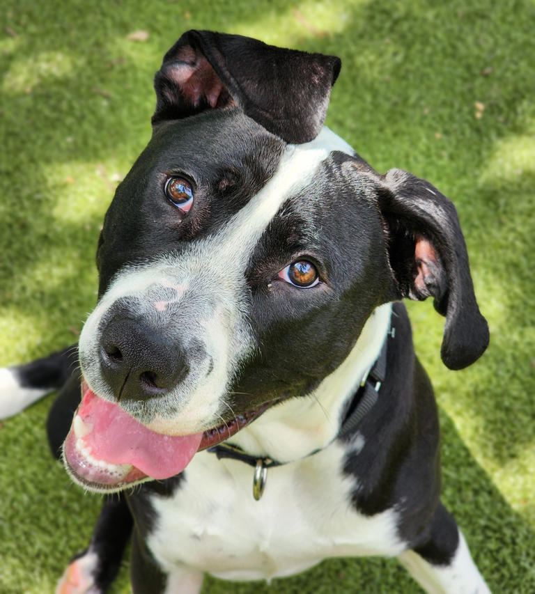 Looking to add a pet to your family? Many are available at shelters