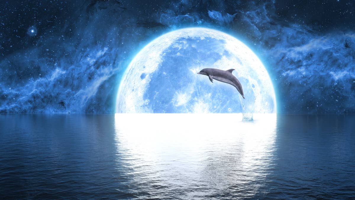 The sea creature that matches your personality, based on your birth month