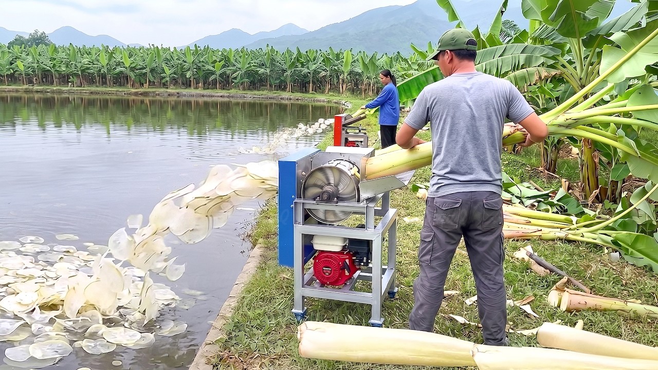 Genius machine they invented to slice banana trees at fish pond