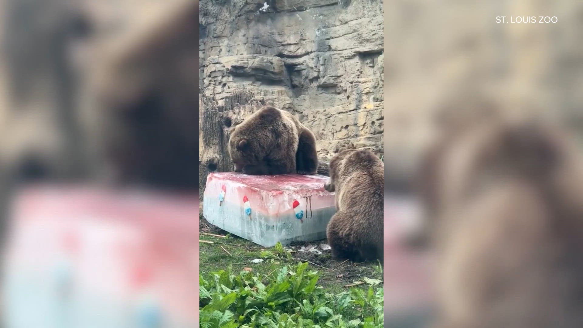 Grizzly bears enjoy giant rocket pop to beat the heat